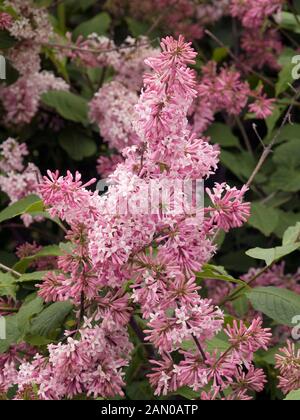 SYRINGA PRESTONIAE MISS CANADA Stock Photo - Alamy