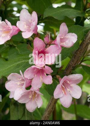 WEIGELA FLORIDA PINK Stock Photo - Alamy