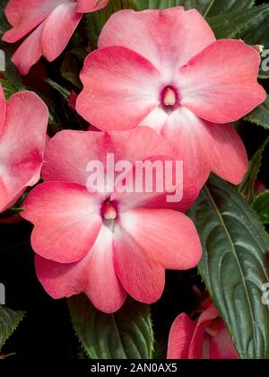 New guinea impatiens 'Super Sonic Lavender' blooming in cluster in ...