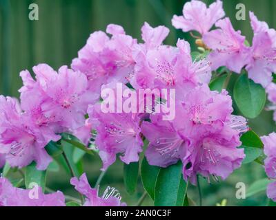 RHODODENDRON PJM REGAL Stock Photo - Alamy