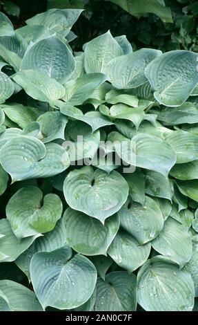 HOSTA CANDY HEARTS Stock Photo - Alamy