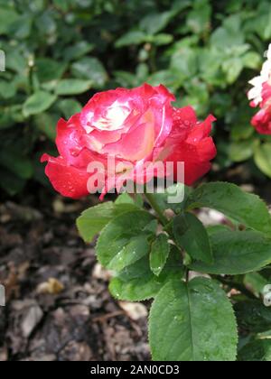 Rosa Double Delight Stock Photo - Alamy