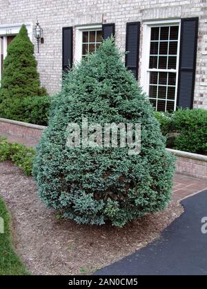 Chamaecyparis pisifera 'Boulevard', cypress conifer conifers evergreen ...