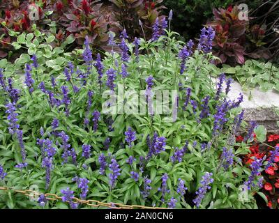 Salvia farinacea, Mealy sage Stock Photo - Alamy