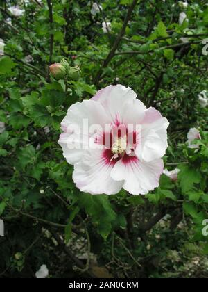 HIBISCUS SYRIACUS HELENE Stock Photo - Alamy
