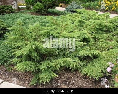 Juniperus x media 'Daub's Frosted' juniper Stock Photo - Alamy