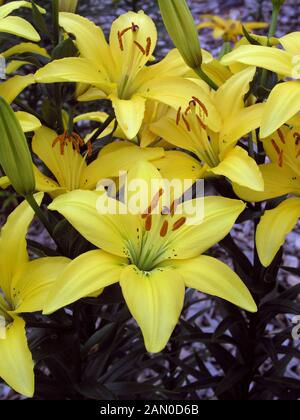 Lilium Sun Ray Lily Stock Photo - Alamy