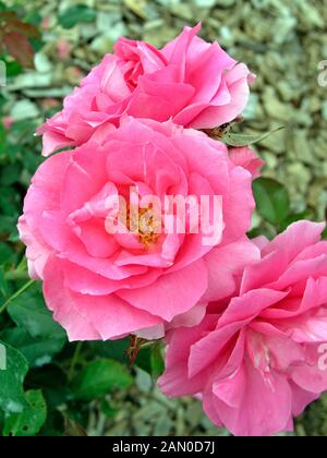 Country Dancer Shrub Rose Stock Photo - Alamy