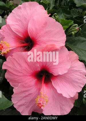 HIBISCUS ROSA-SINENSIS CANDY WIND Stock Photo - Alamy