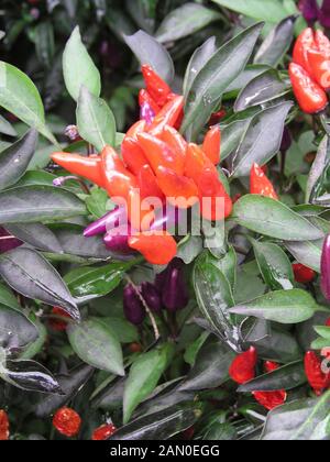 CAPSICUM ANNUUM (ORNAMENTAL PEPPER Stock Photo - Alamy