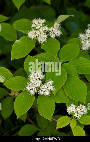 Cornus alternifolia L Cornus alternifolia L Stock Photo - Alamy