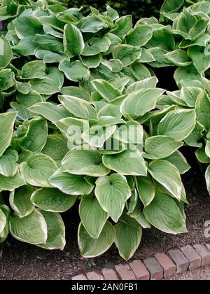 Hosta 'Fragrant Bouquet' Stock Photo - Alamy