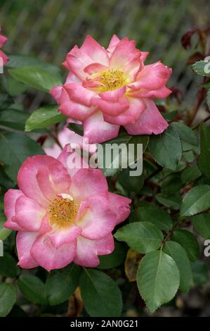 A Rainbow Sorbet rose Stock Photo - Alamy