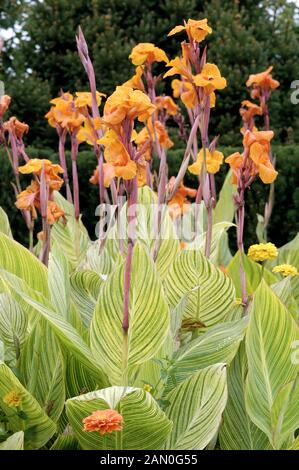 Tropical garden with Canna (Bengal Tiger) , Banana ( Musa), Castor Bean ...