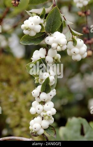 garden snowberry (Symphoricarpos albus laevigatus), Plantae, Fort Ord ...