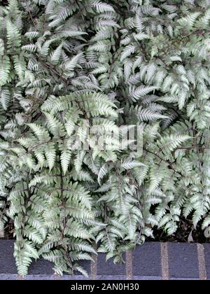 Athyrium nipponicum 'Ursula's Red', fern decorative leaves Stock Photo ...