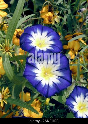 Close up of Blue and white Convolvulus Flagship a non invasive ...