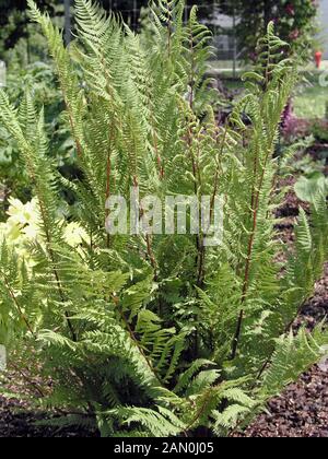 Athyrium filix-femina 'Lady in Red' Stock Photo - Alamy