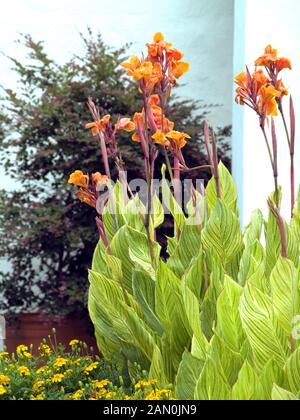 Tropical garden with Canna (Bengal Tiger) , Banana ( Musa), Castor Bean ...