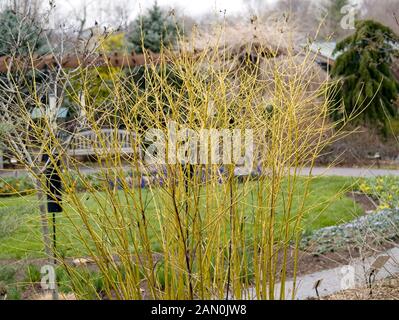 Cornus stolonifera 'Flaviramea' Stock Photo - Alamy