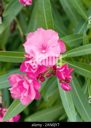 Pink double flowers of an oleander Nerium oleander in a Corsican garden ...