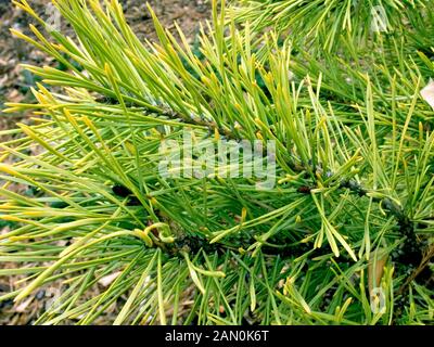PINUS SYLVESTRIS AUREA GOLDEN SCOTS PINE AT RHS ROSEMOOR DEVON Stock ...
