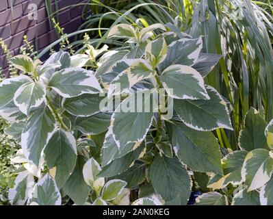 HYDRANGEA MACROPHYLLA LEMON WAVE Stock Photo - Alamy