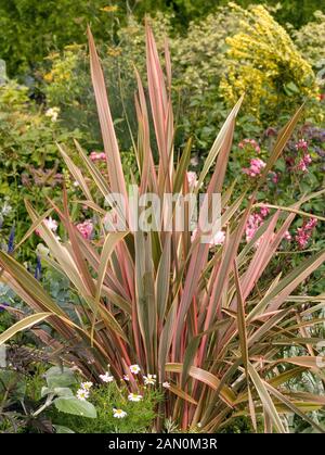 PHORMIUM MAORI SUNSET Stock Photo - Alamy