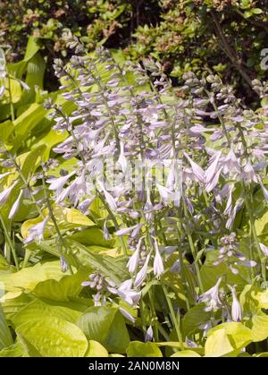 Hosta 'August Moon' Stock Photo - Alamy