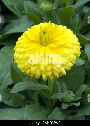 Calendula officinalis Bon Bon Yellow Stock Photo - Alamy