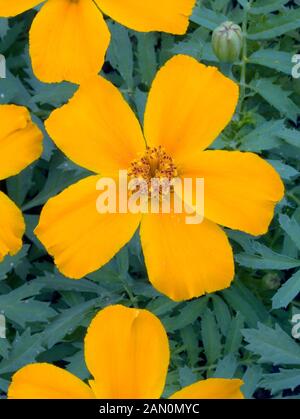 TAGETES PATULA DISCO ORANGE Stock Photo - Alamy