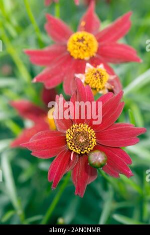 COREOPSIS LIMEROCK RUBY Stock Photo - Alamy