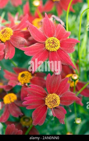 COREOPSIS LIMEROCK RUBY Stock Photo - Alamy