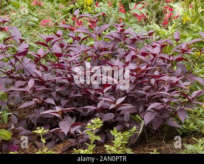Alternanthera dentata 'Purple Knight' Stock Photo - Alamy