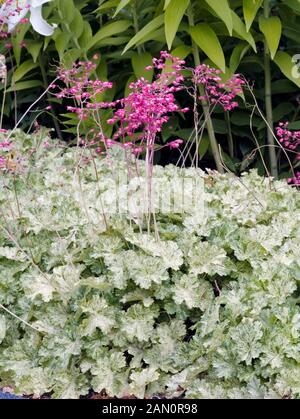 Coral Bells Heuchera 'Snow Angel' Heuchera leaves Stock Photo - Alamy