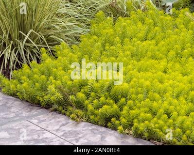 Sedum rupestre 'Angelina' Stock Photo - Alamy