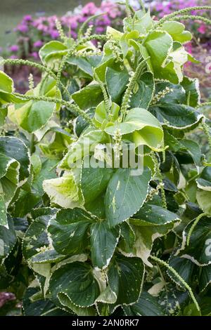 Variegated Leaves Of The Copperleaf Acalypha wilkesiana Taken In Karatu ...