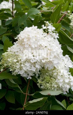 Hydrangea paniculata 'Grandiflora' Stock Photo - Alamy