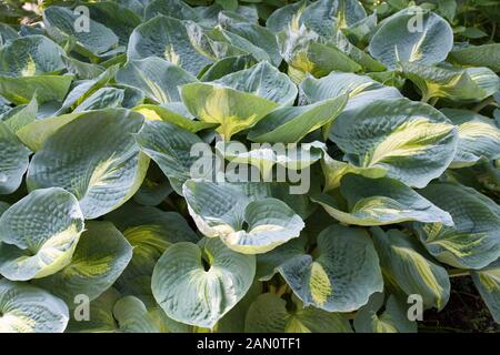 HOSTA DREAM WEAVER Stock Photo - Alamy