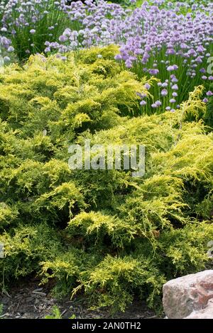 JUNIPERUS PFITZERIANA SAYBROOK GOLD Stock Photo - Alamy