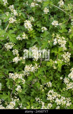 Cutleaf stephanandra, lace shrub (Stephanandra incisa), leaf Stock ...