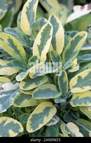 Sage (Salvia officinalis) 'Aurea', golden Common sage Stock Photo - Alamy