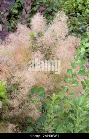 Cotinus Coggygria Young Lady - Pink Common Smoke Tree. Foliage and seed ...