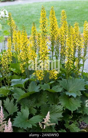 LIGULARIA LITTLE ROCKET Stock Photo - Alamy