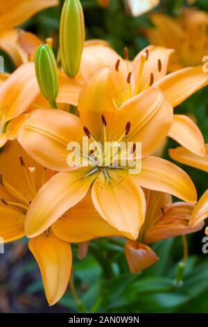 Lily flower (Lilium 'Orange Pixie' Stock Photo - Alamy