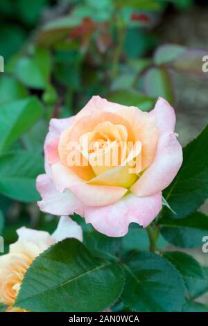 Day Breaker Rose Stock Photo - Alamy