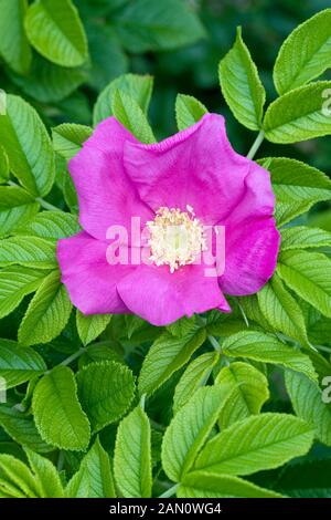 Rose (Rosa 'Scabrosa' ) flower Stock Photo - Alamy