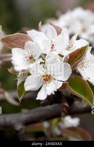 PYRUS PYRIFOLIA ASIAN PEAR FLOWER Stock Photo - Alamy