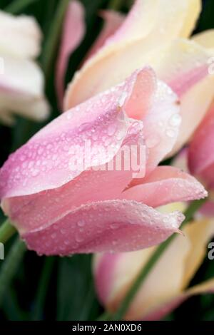 Tulip Blushing Lady Stock Photo - Alamy