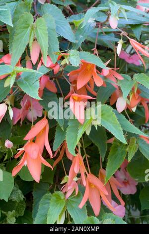 Begonia (Begonia 'Bonfire') flowers Stock Photo - Alamy